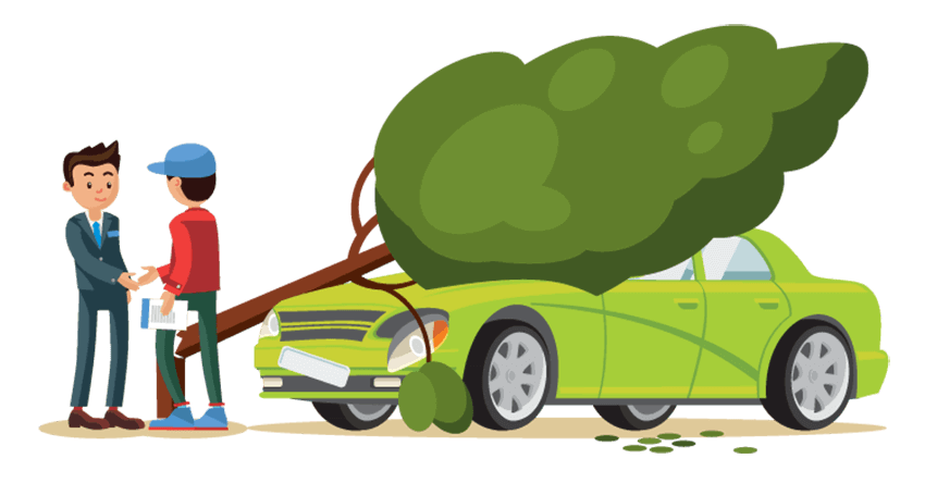 A Tree Fell on Your Car — What You Need to Do Next - WeBuyTotaledCars.com
